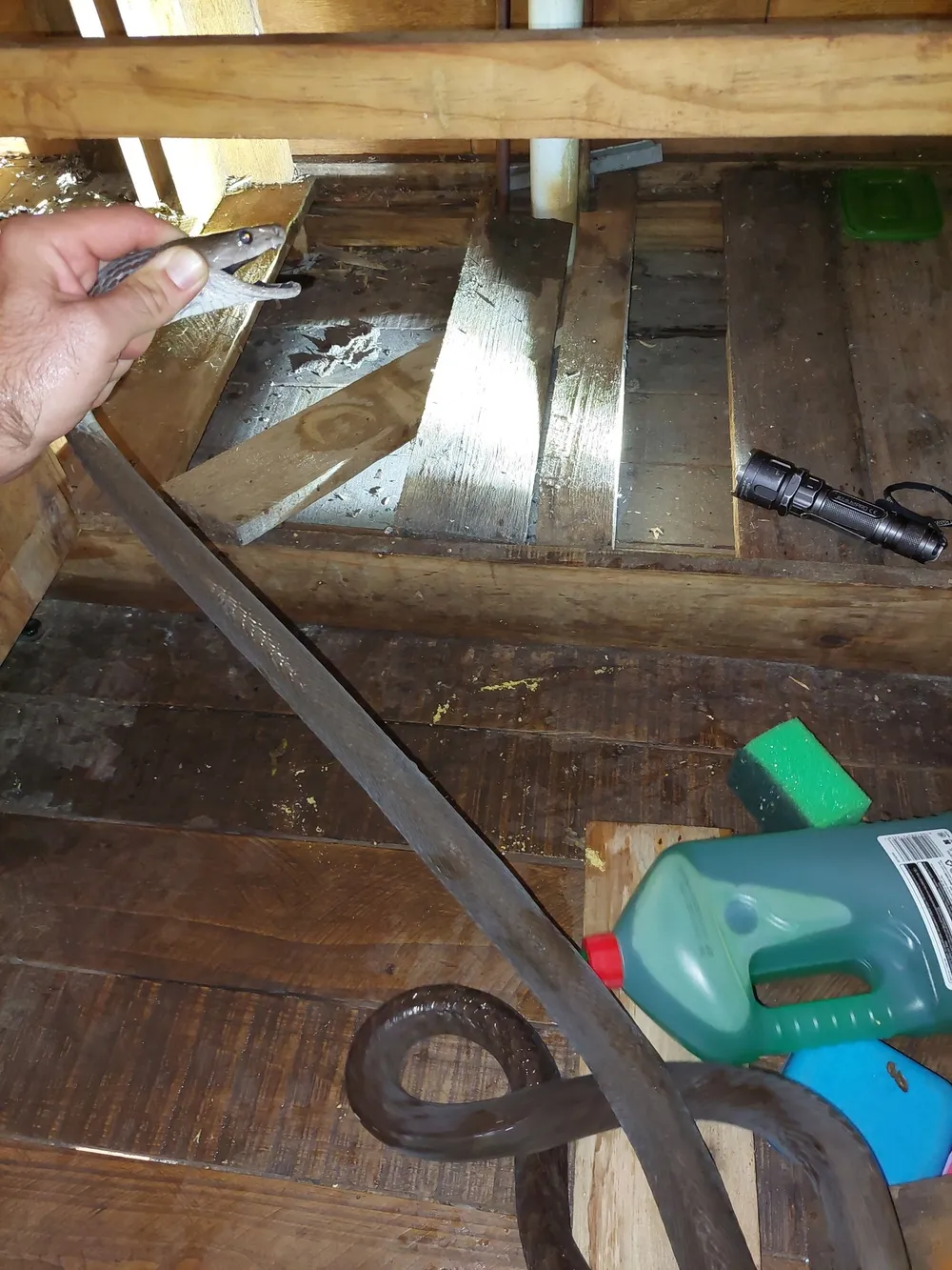 PICS: ‘I enjoy days like today!’ says snake catcher after making four ...