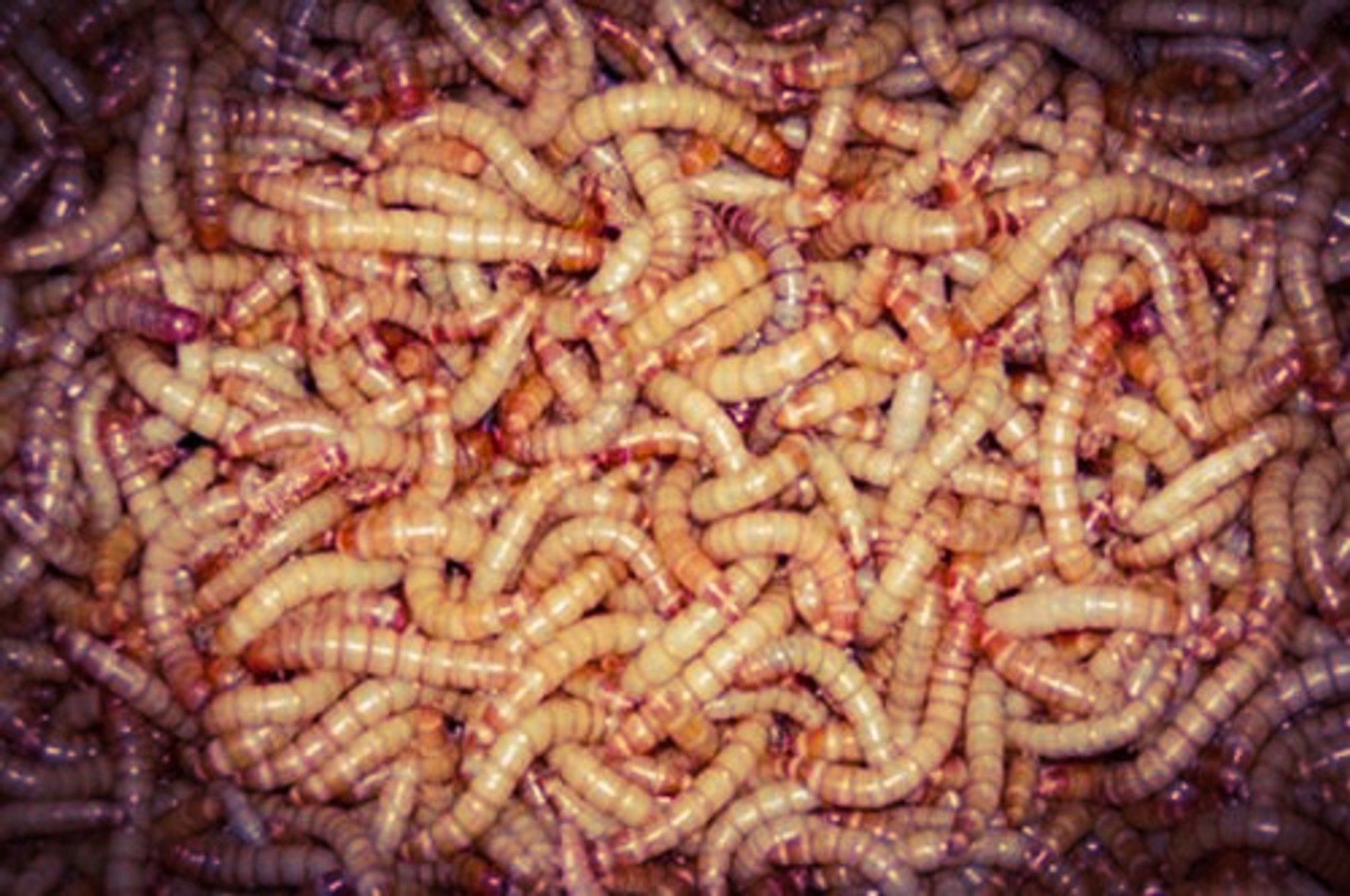 Outcry over worm-infested school toilets