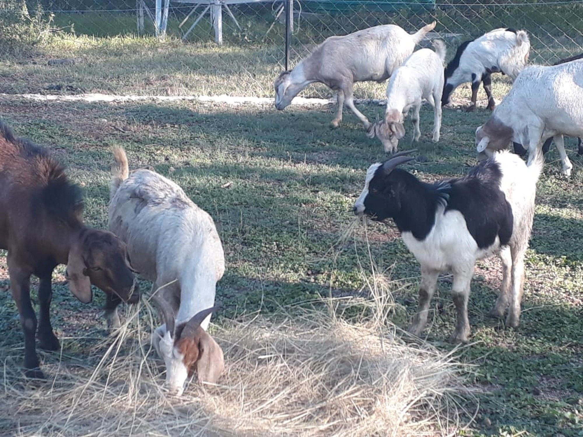 PICS: More than 100 goats and sheep stolen in Zimbabwe recovered in ...