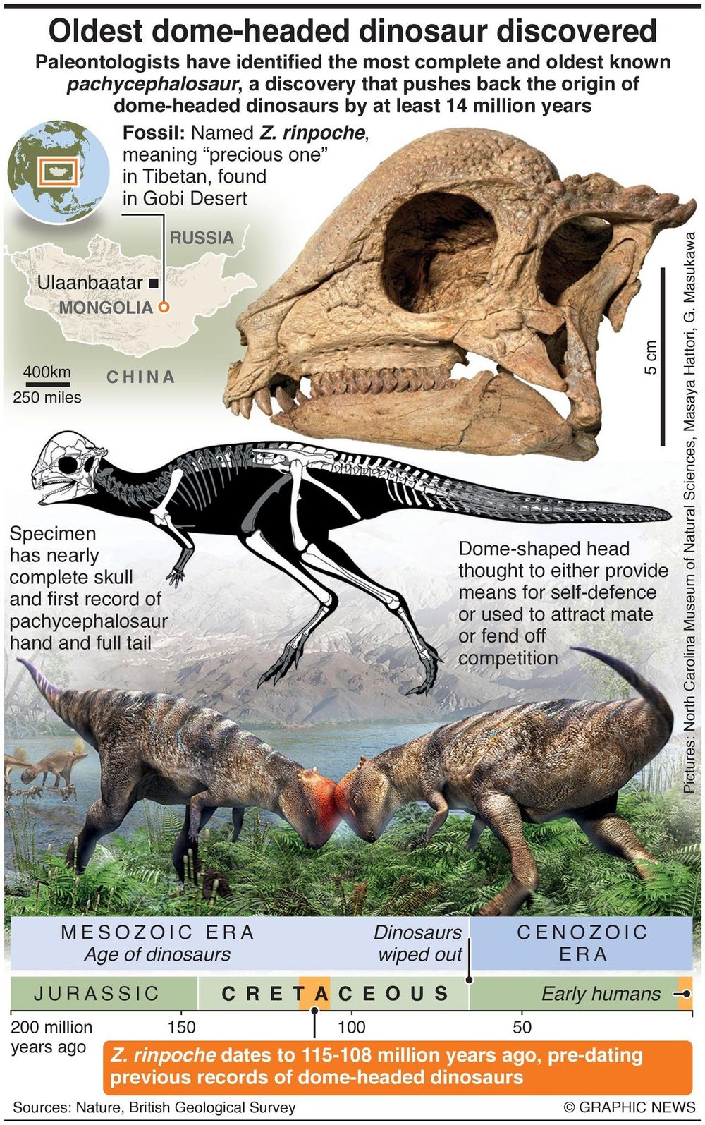 Most complete dome-head dinosaur found
