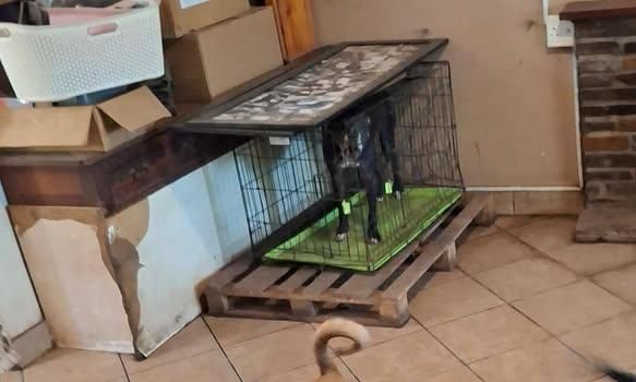 Animal welfare concerns: SPCA defends intervention at property housing ...