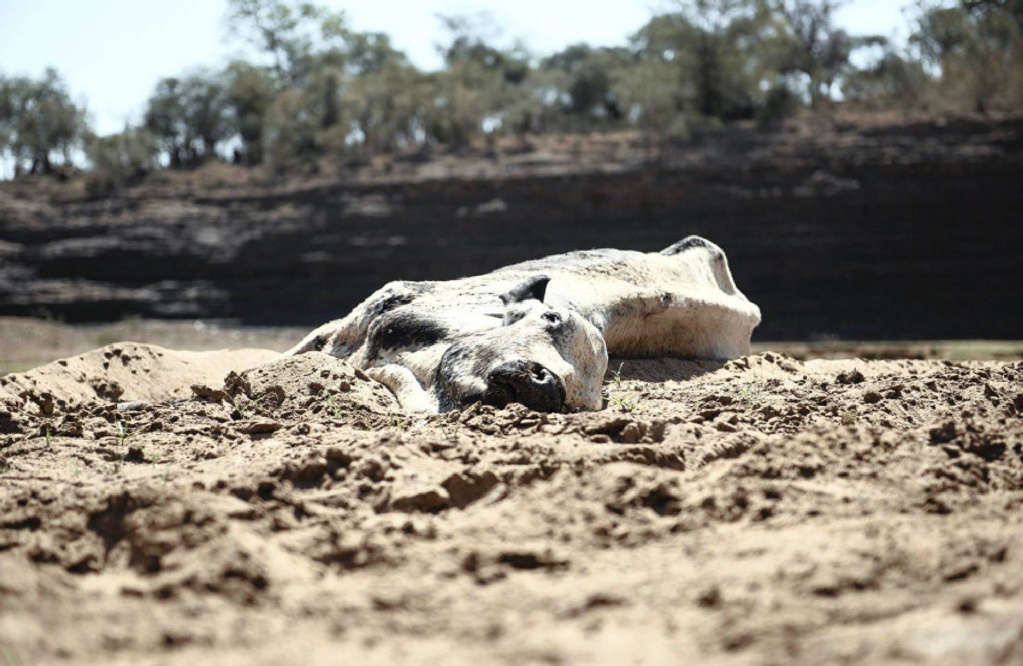 Farmers may cull 36% more cattle