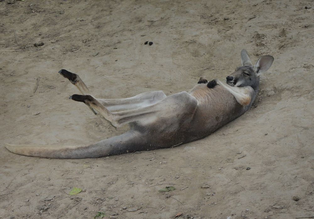 ‘Cute’ kangaroo ruptures woman’s breast implants