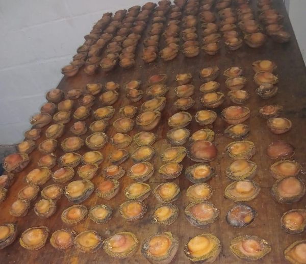 Abalone storage discovered with units worth over R90 000 in Strand