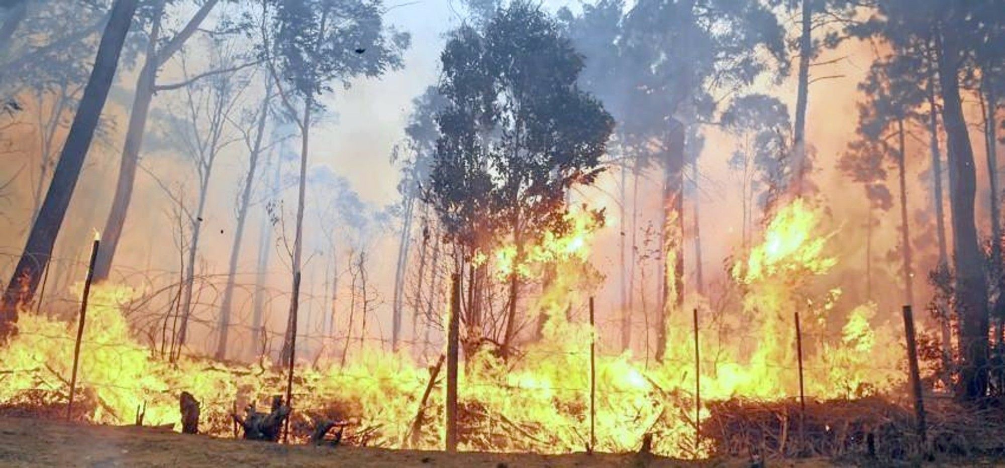Cape faces fire catastrophe as experts fear city's worst fire season ...