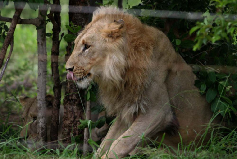 Master tracker joins search for escaped lion