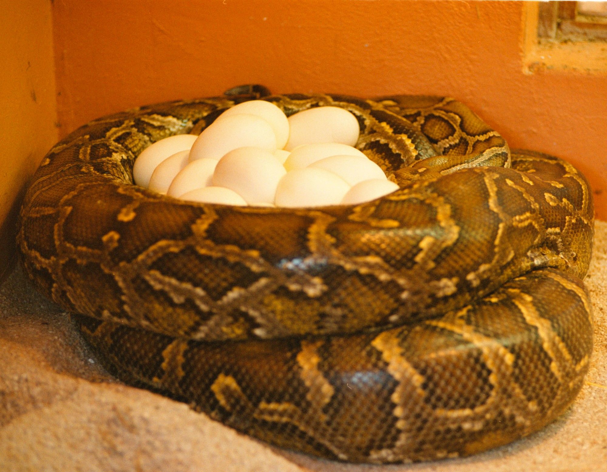 Woman goes to work, gets swallowed whole by 7m python