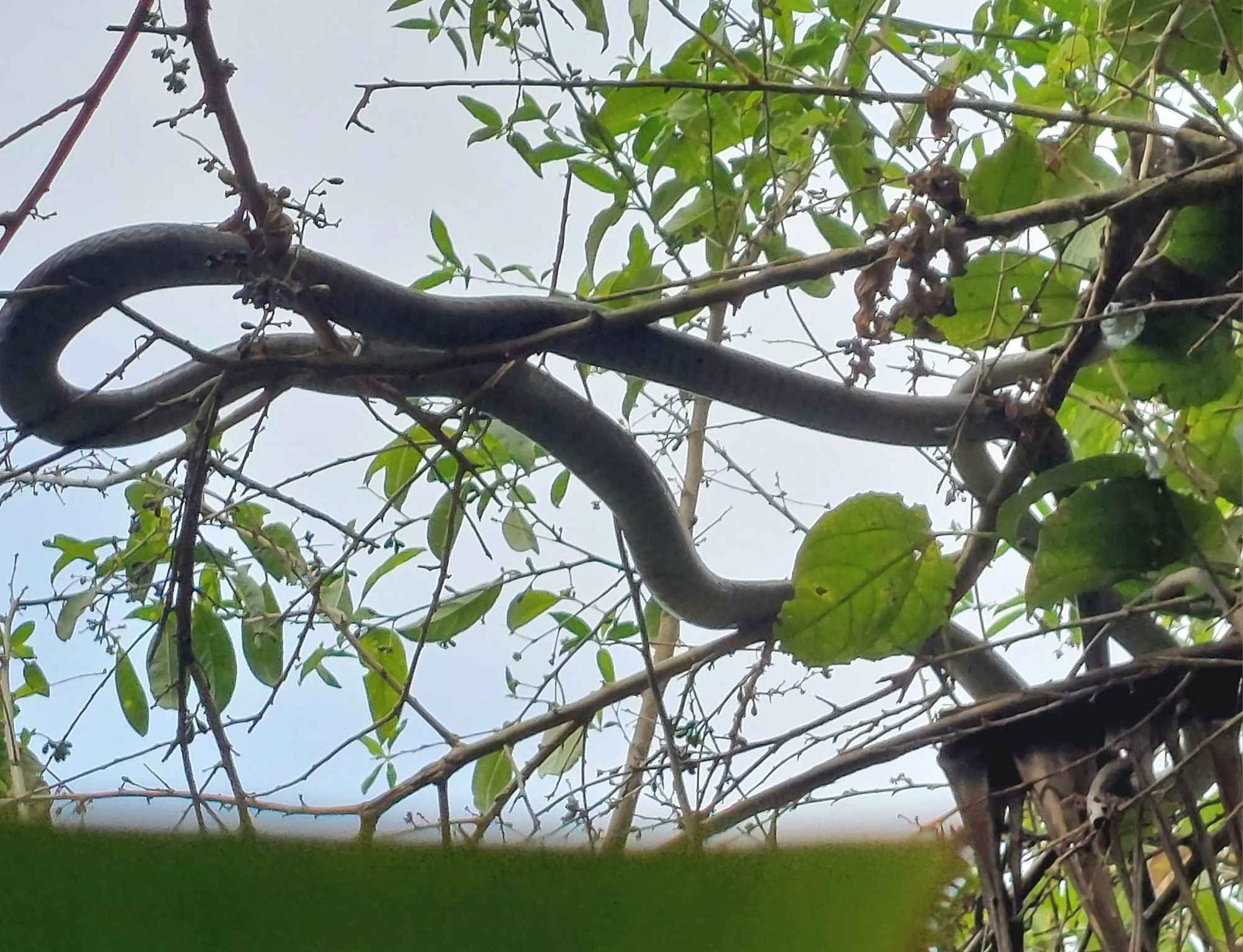 Snake rescuer bags three black mambas in one day