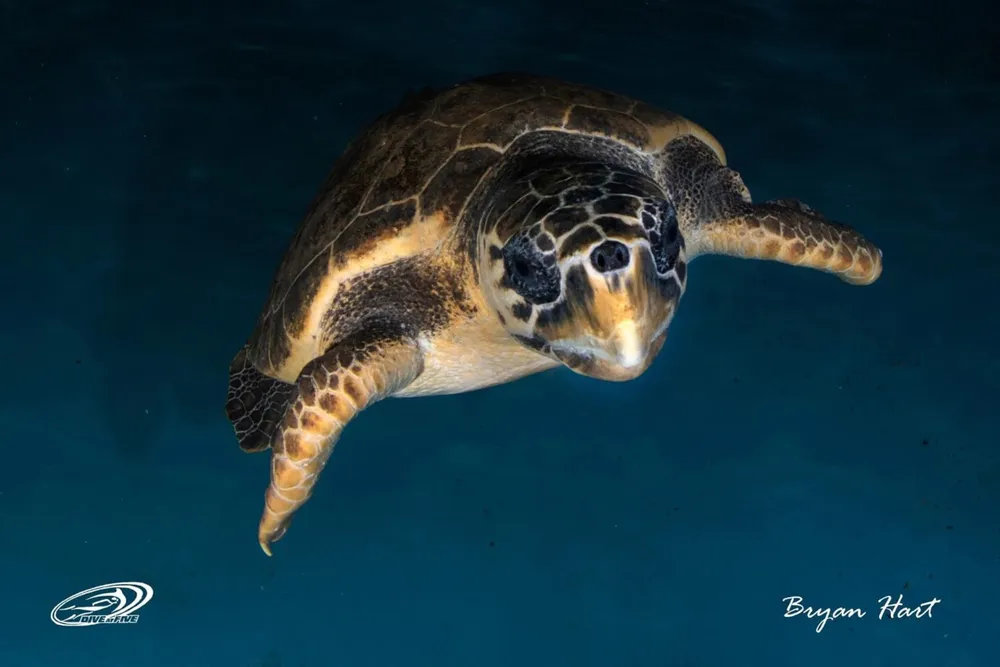 Loggerhead turtle with front flippers bitten by tiger shark nearing ...