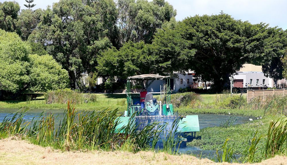 Western Cape clears 10 000 hectares of alien vegetation