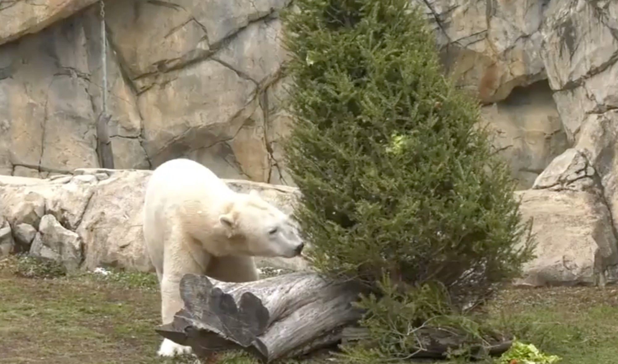 WATCH: Animals At Chicago's Brookfield Zoo Help Recycle Discarded ...