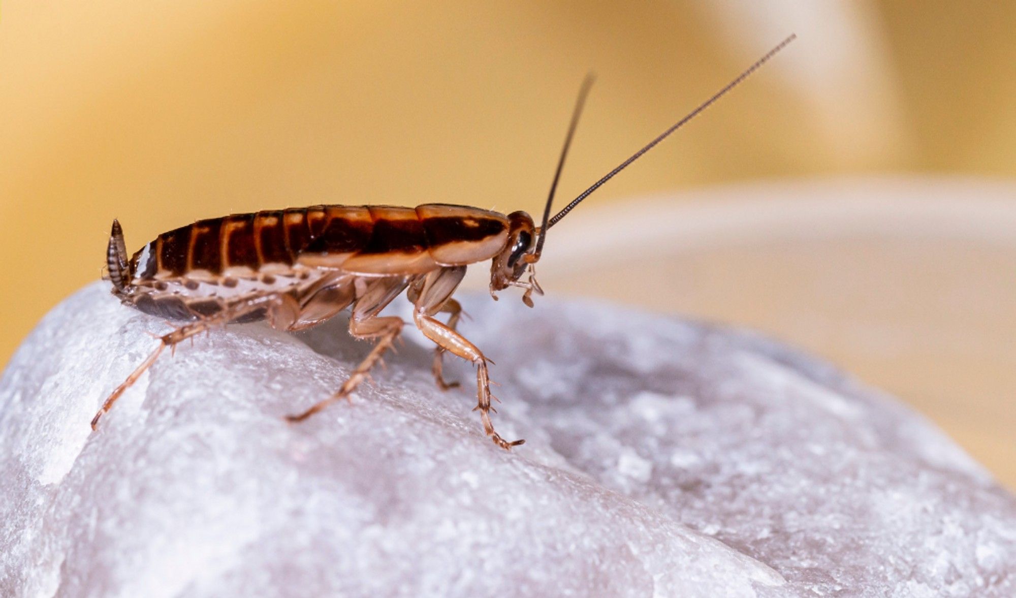 SA cockroach ‘pandemic’: know your roaches