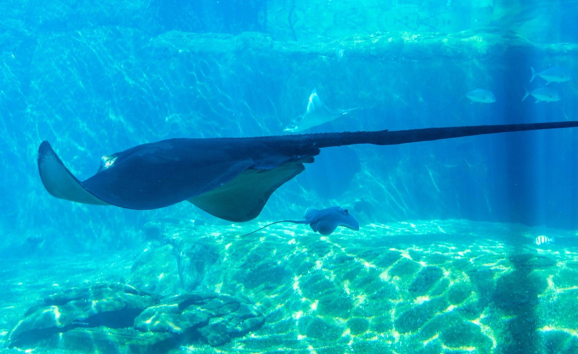 uShaka Sea World welcomes six adorable thorntail stingray pups