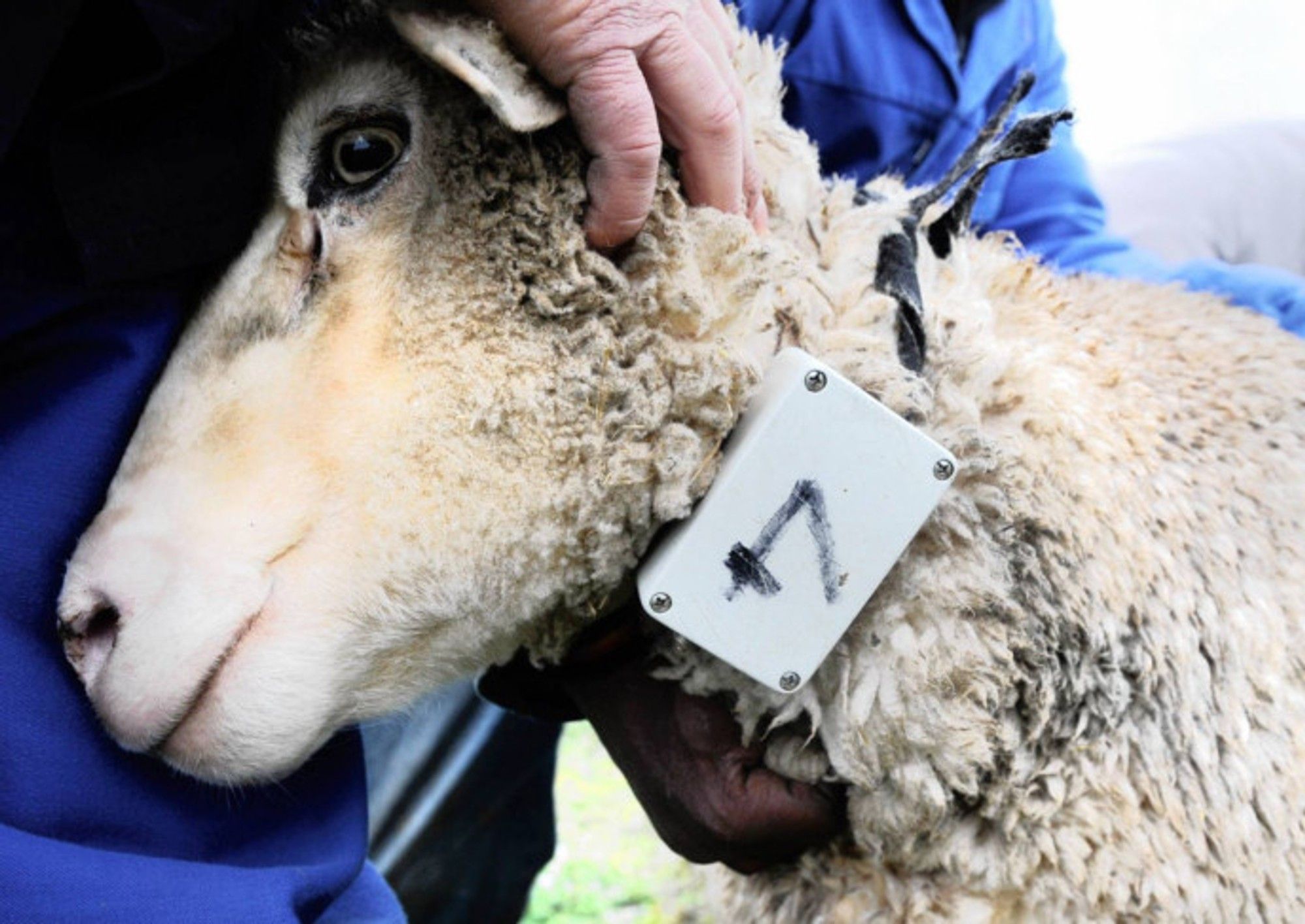 ’Gross cruelty’ towards the consignment of sheep and cattle headed for ...