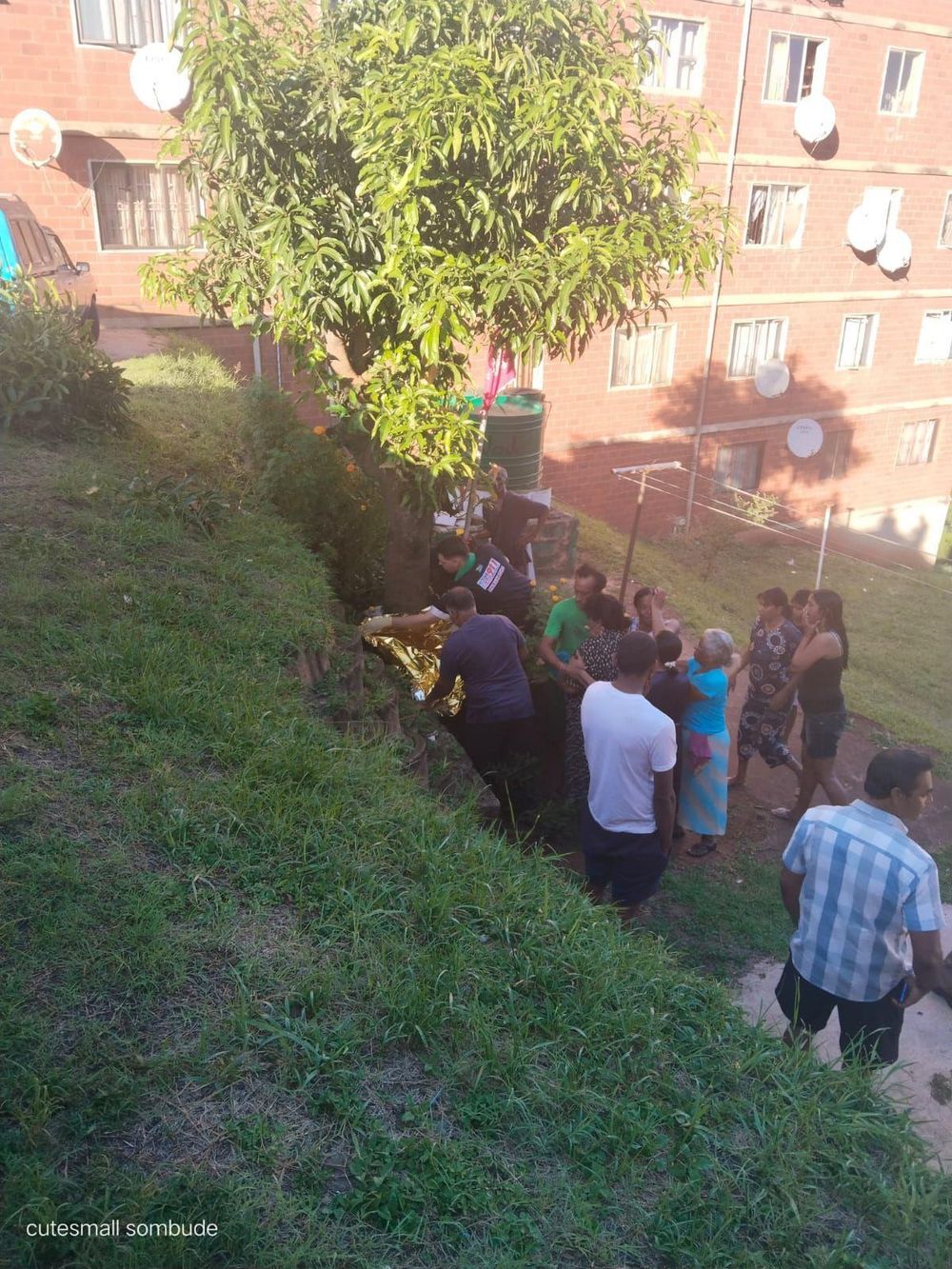 Tongaat man dies in tragic mango tree pruning accident