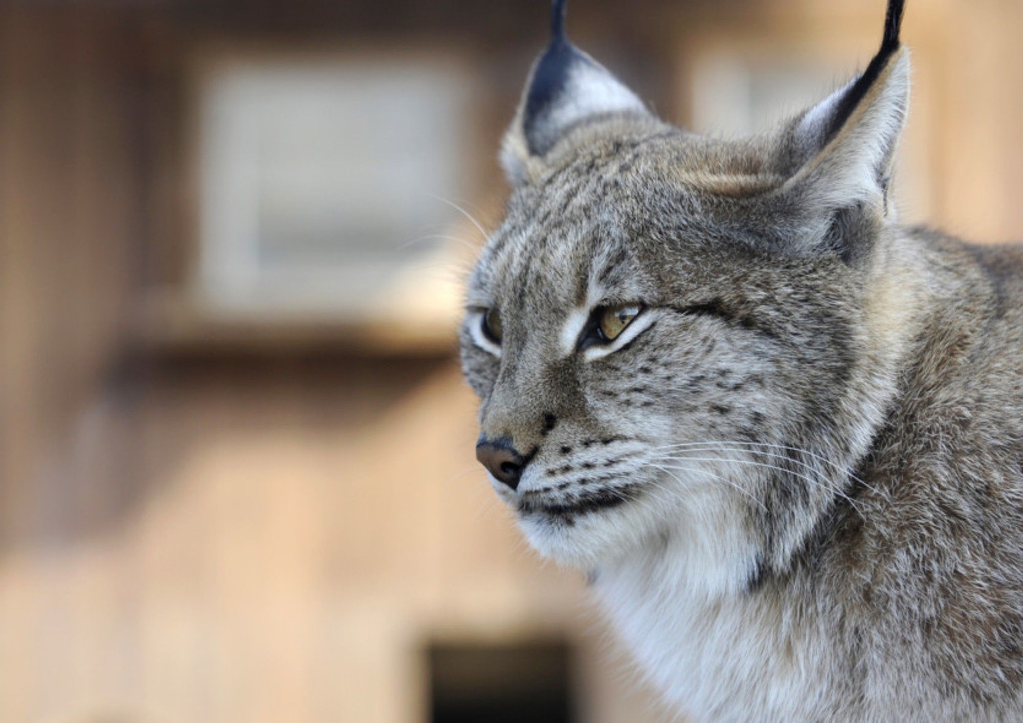 Denmark zoo offers to take unwanted pets – and feed them to wild animals