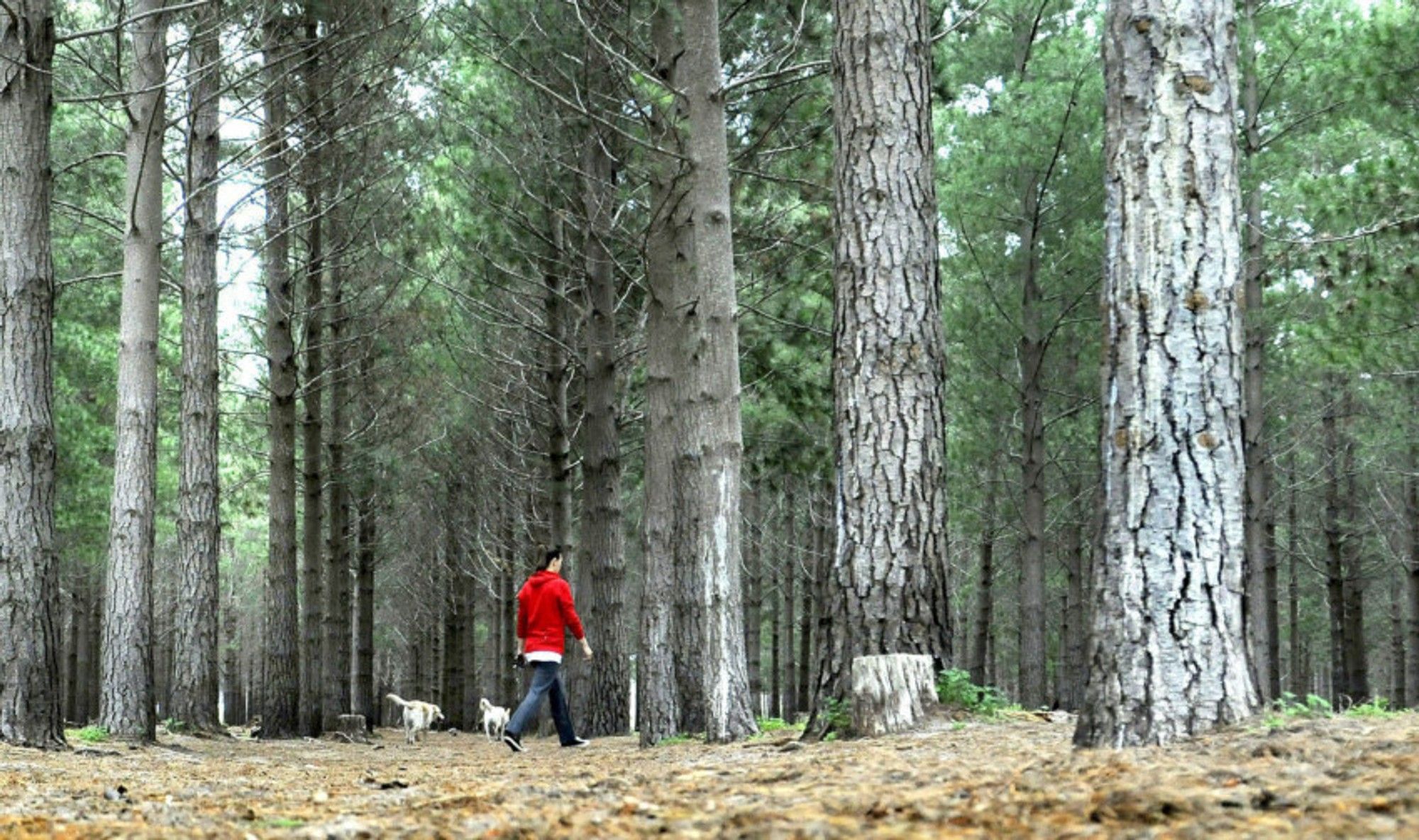 Uprooting Cape Region’s thirsty pine trees to avert water crisis