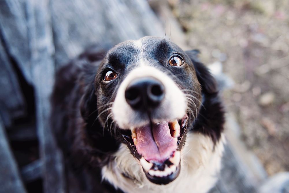 Why every dog in the US has a DNA test