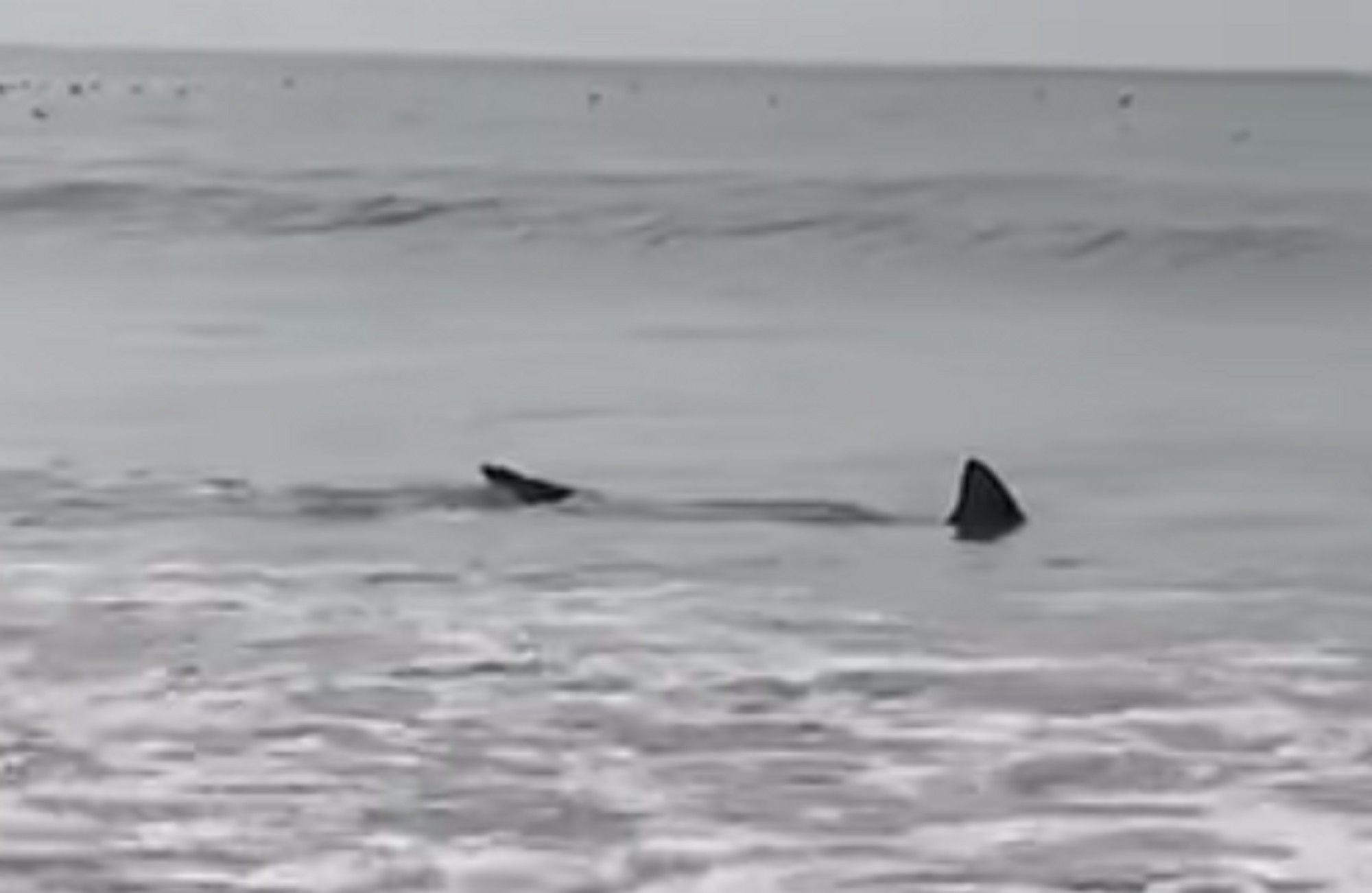 Sharks spotted swimming near Muizenberg beach ‘not known to pose a risk’