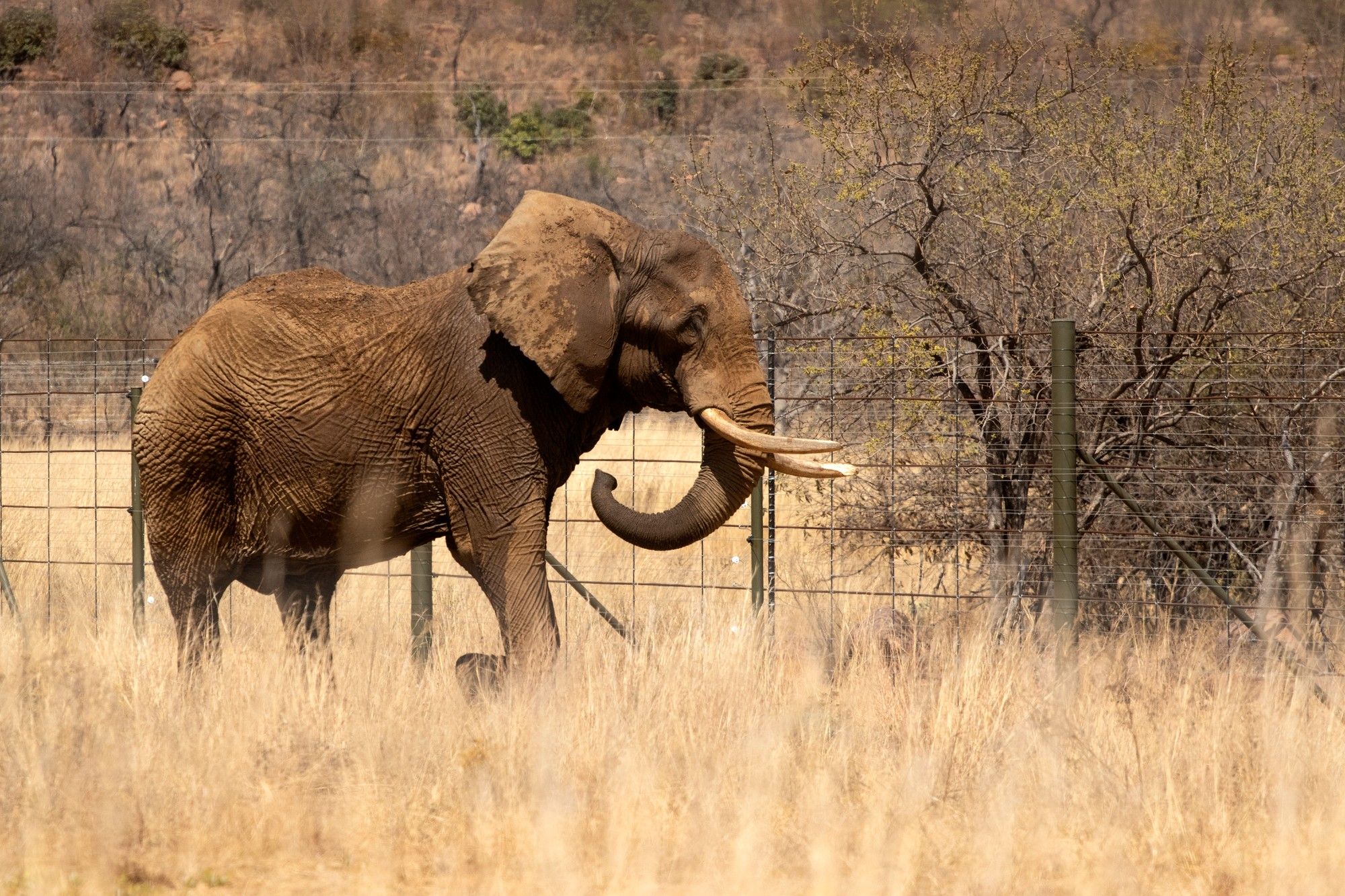Elephant Charley settling in at new home