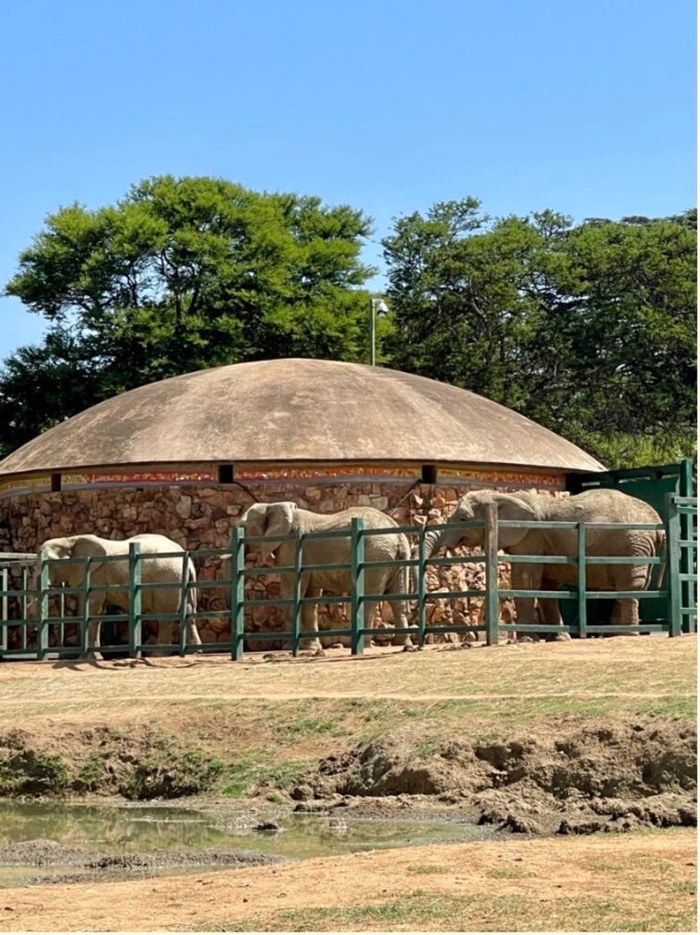 Court applicants want confinement of elephants at Joburg zoo declared ...