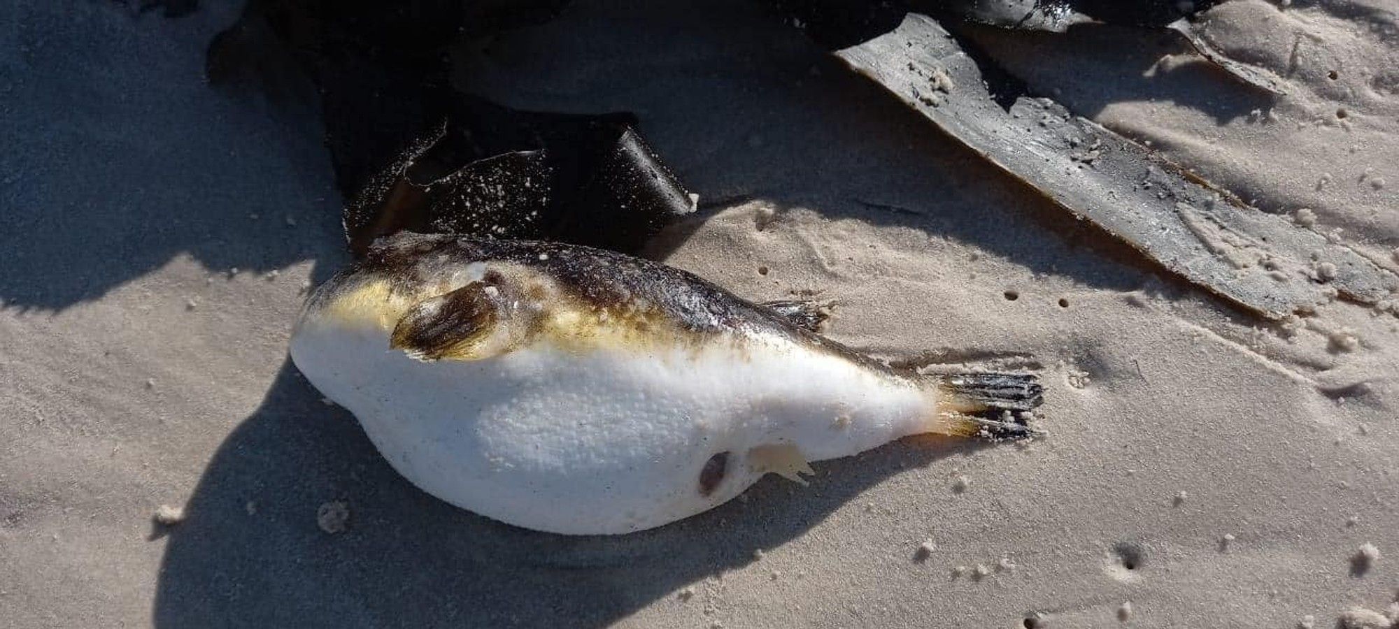 Residents warned of toxic puffer fish wash up on Cape Town beaches