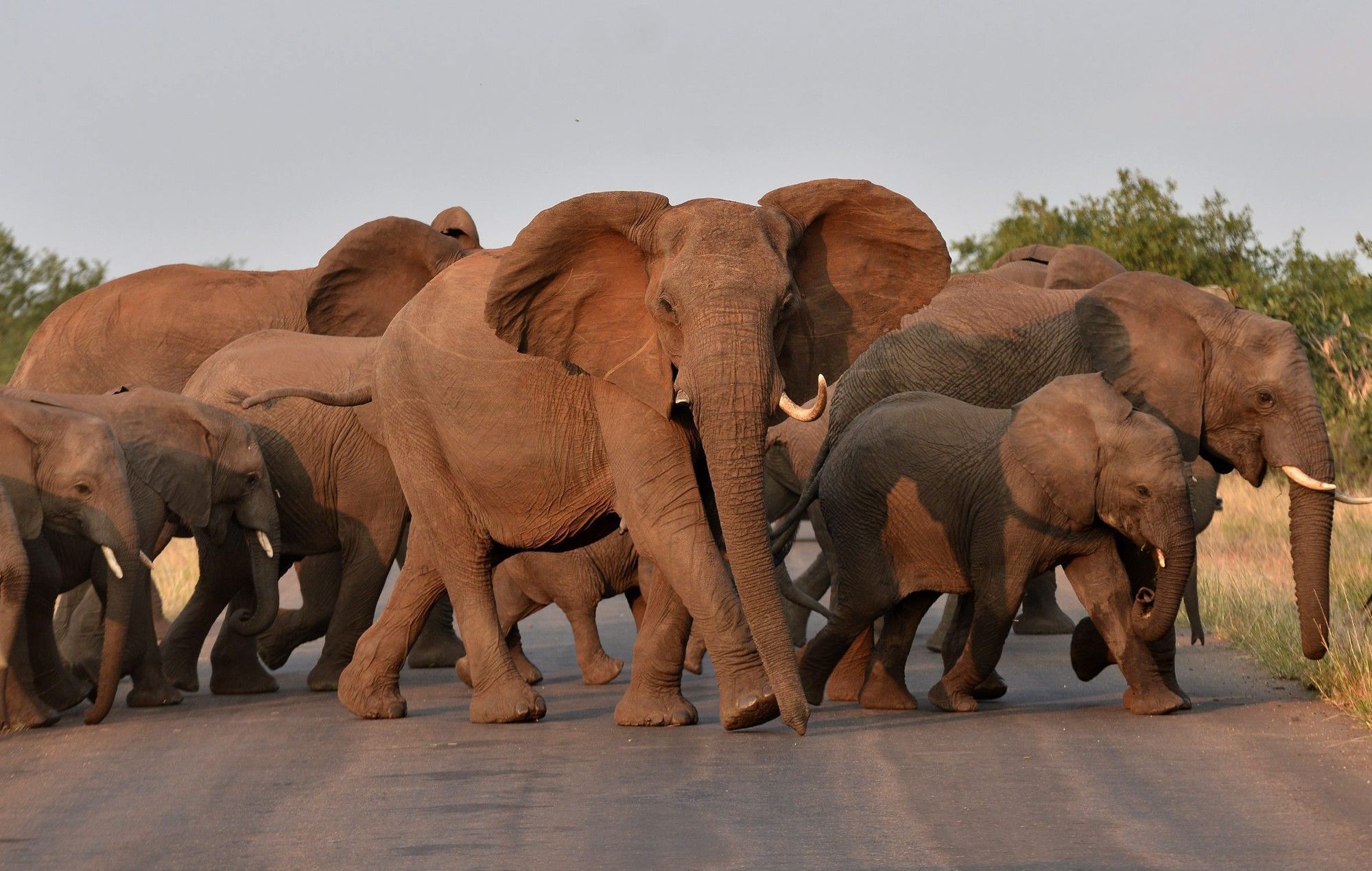 World Elephant Day: Understanding the challenges of elephant ...
