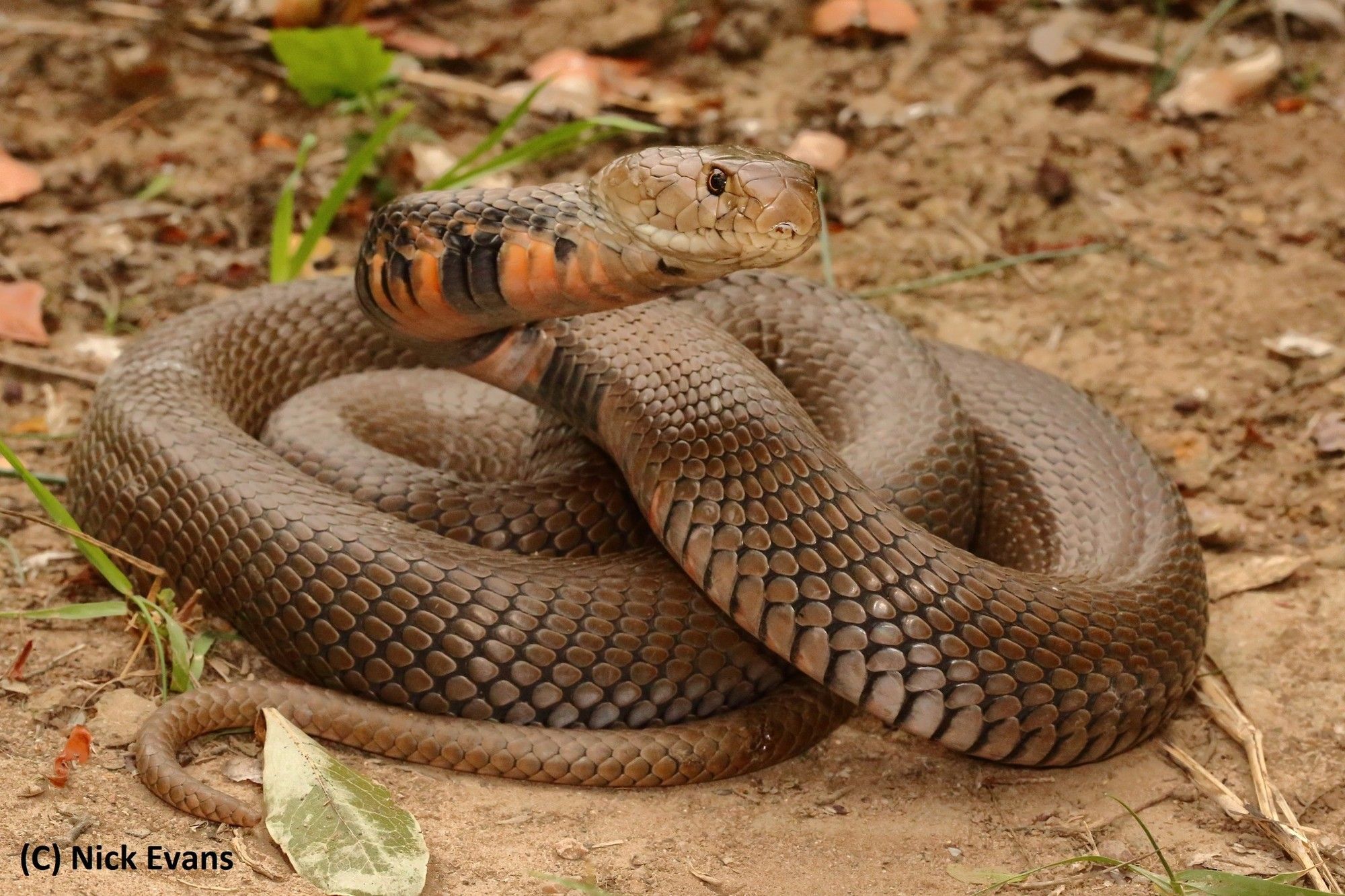 Understanding Mozambique spitting cobras: mating season and safety tips