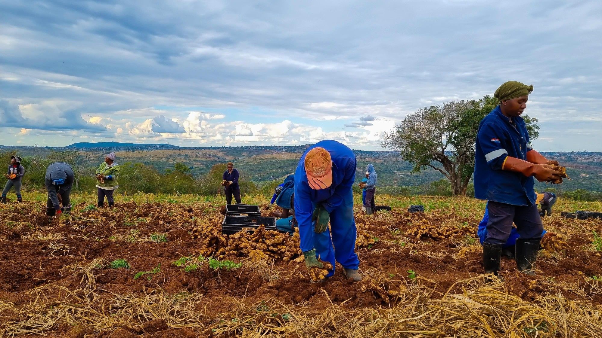 Stimulus package to boost Northern Cape subsistence farmers, agricultural workers