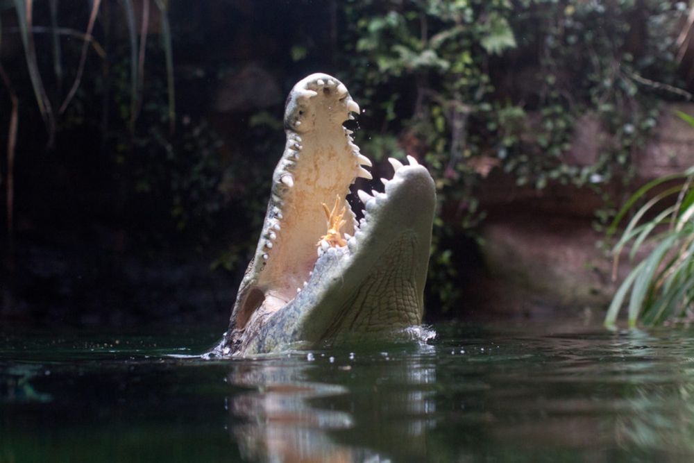 R5 200 to catch a crocodile?