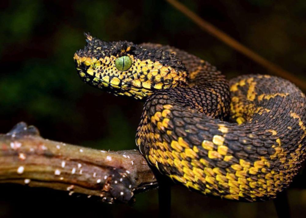 It may have a cute name, but it’s still a snake