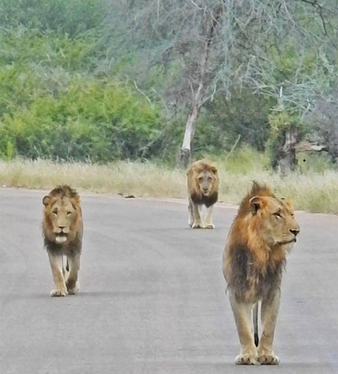 Majestic comeback: oldest male lion in the Kruger National Park returns ...