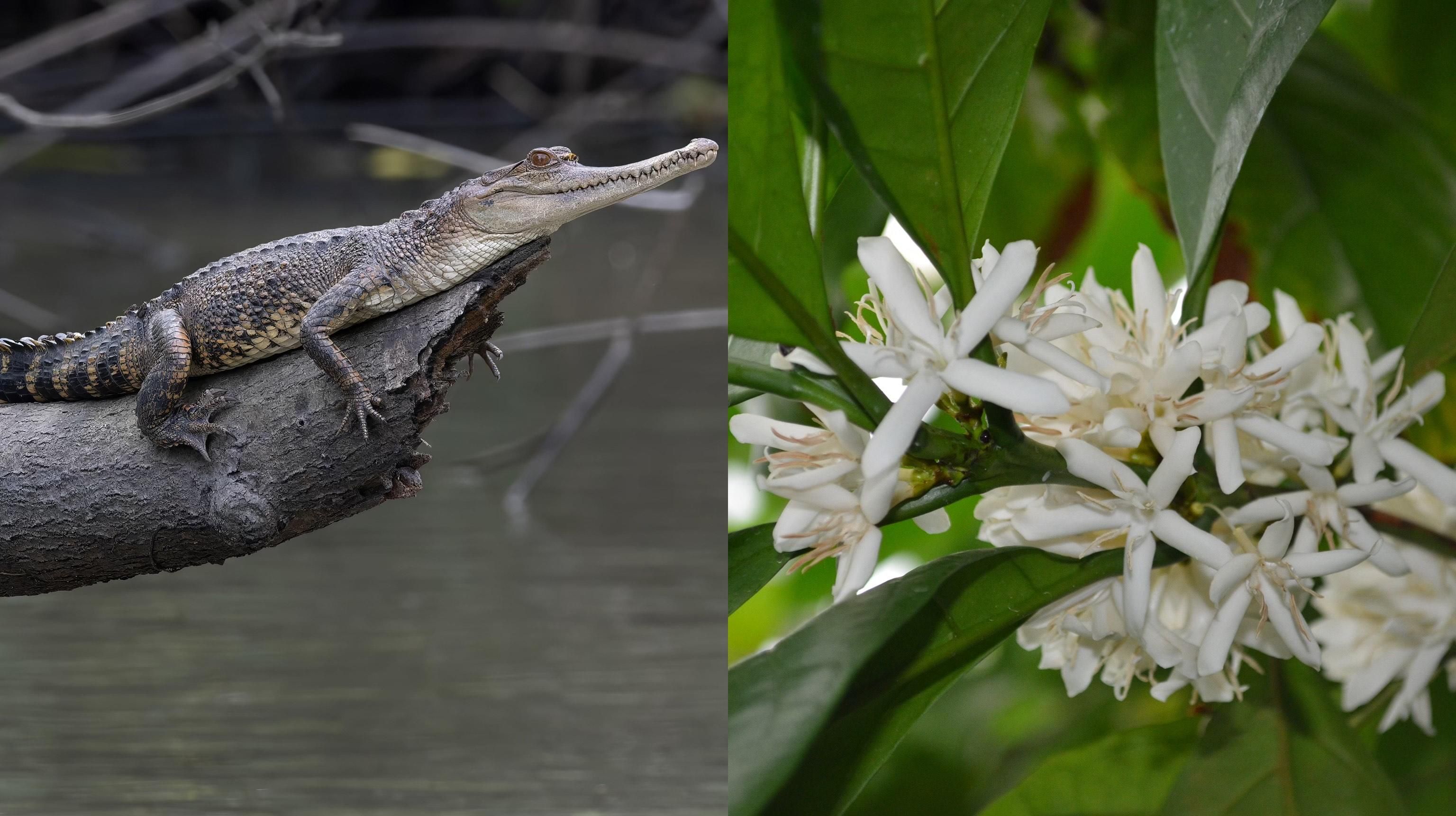 WWF discovery sheds light into the new 742 wildlife and plants ...