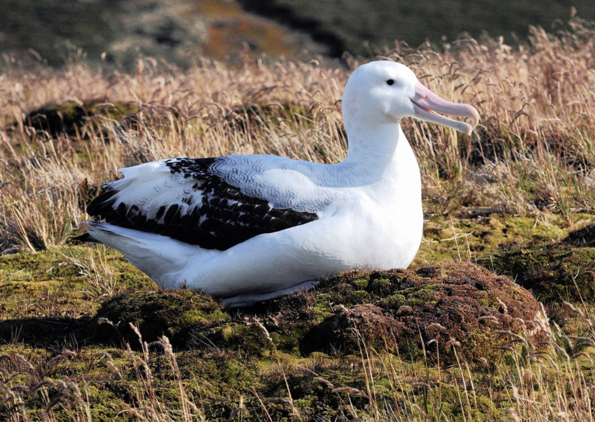Avian influenza identified in six bird species on Marion Island