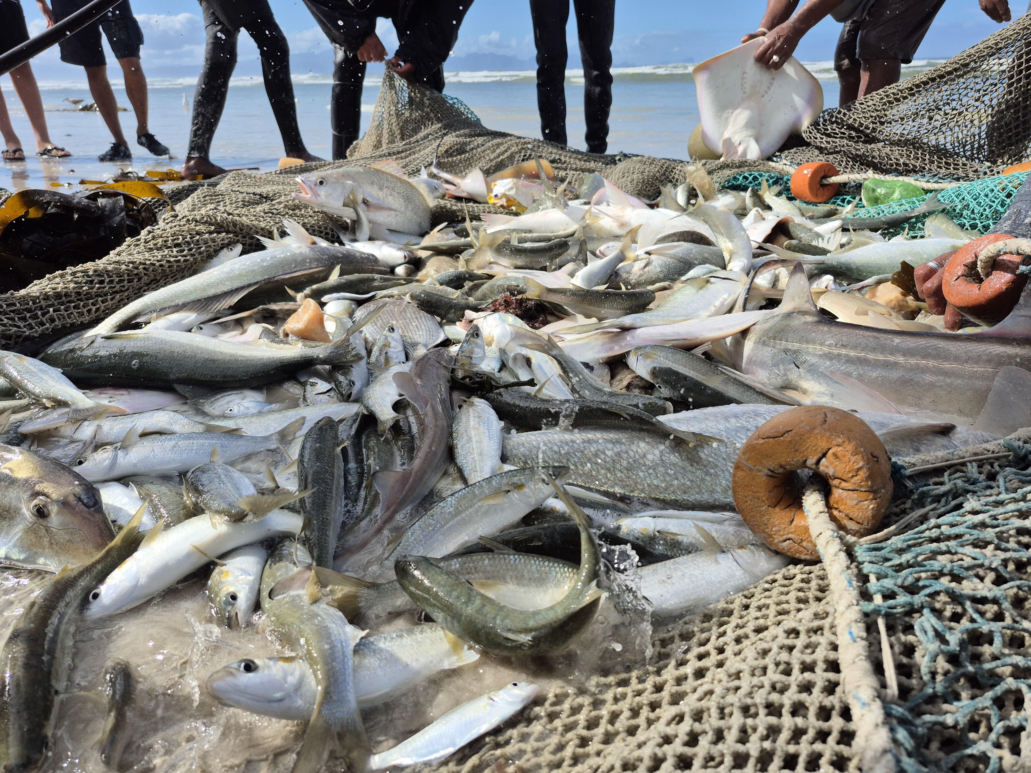 From ocean to table: the story of pickled fish, local fishermen, and ...