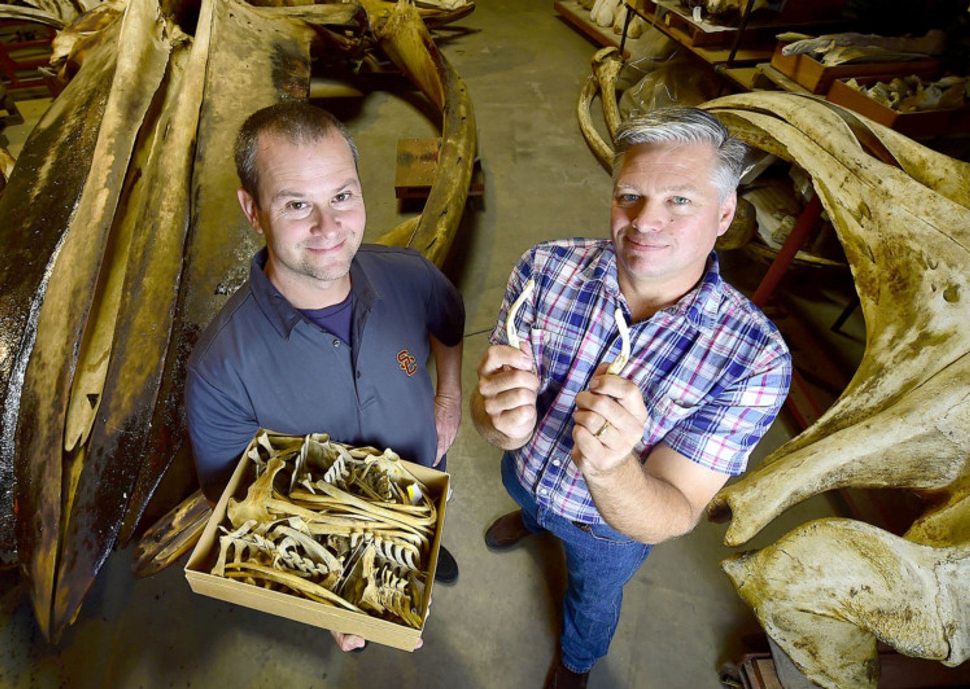 For whales, size really does matter