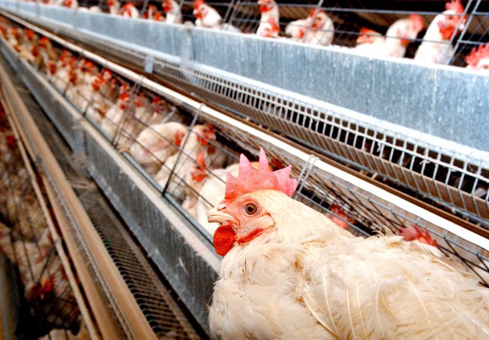Steenhuisen opens door to bird flu vaccinations in major boost for ...