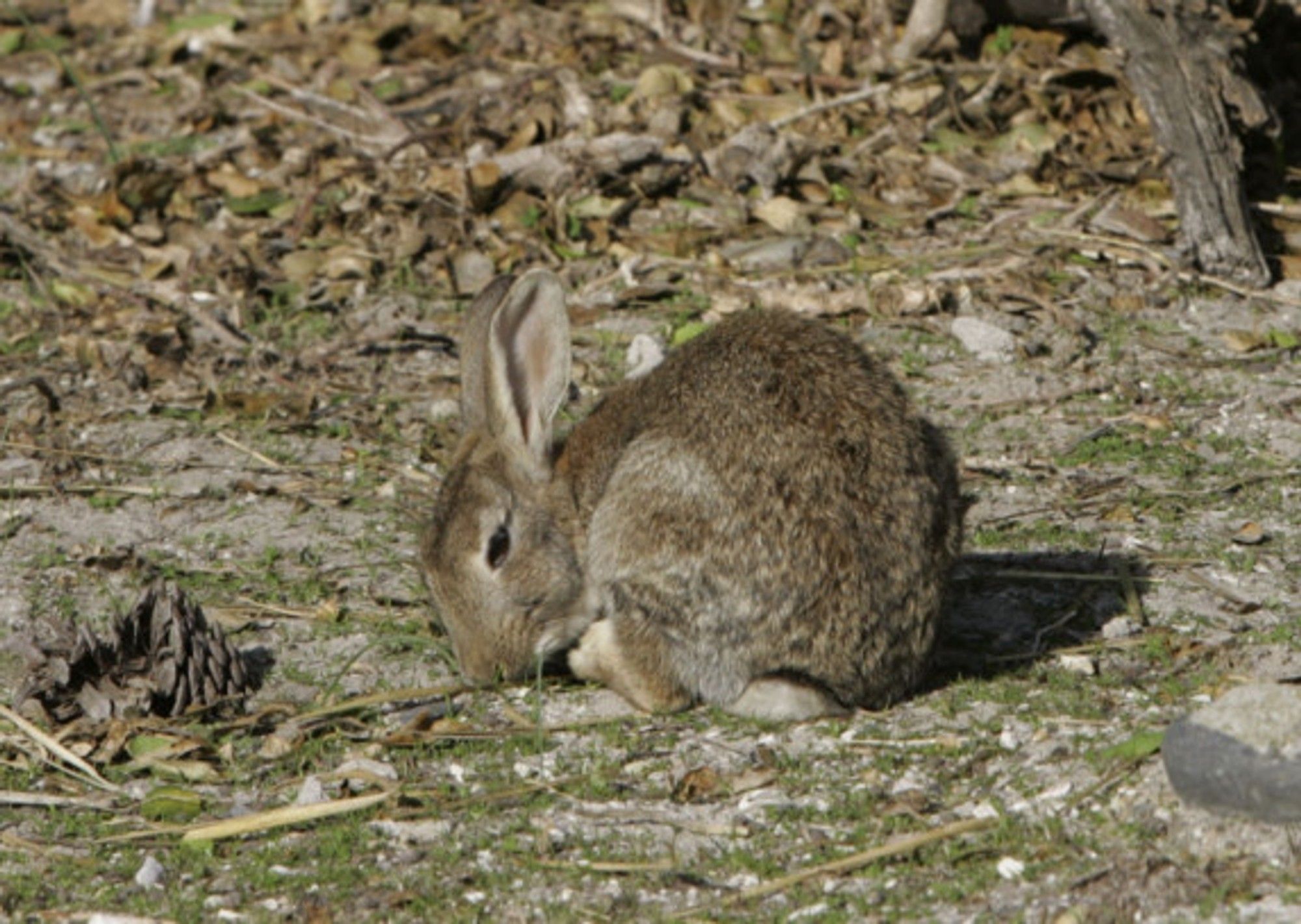 Pair sentenced for abuse of thousands of rabbits