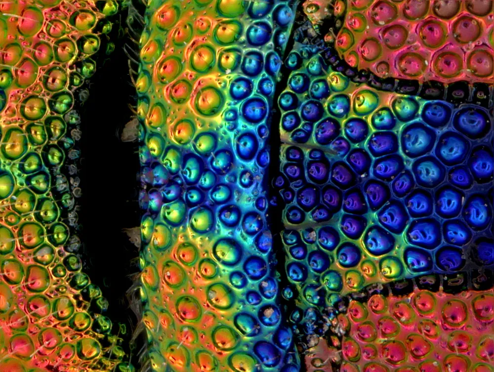 It’s a bug’s life - Cape entomologist’s canvas mixes science and art