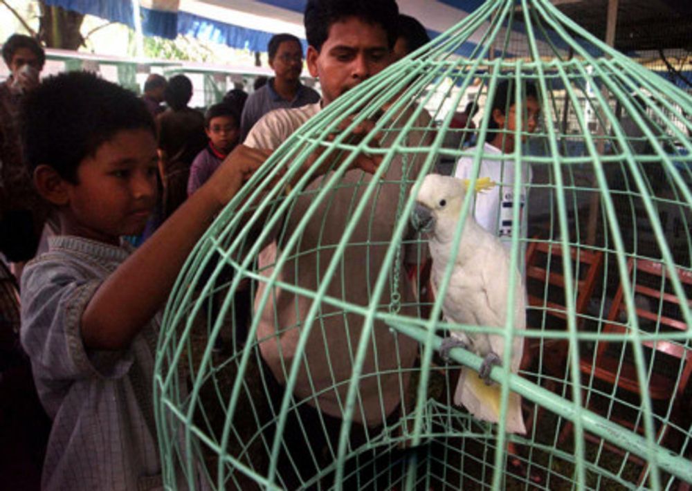 Lovesick parrot to be reunited with her Prince
