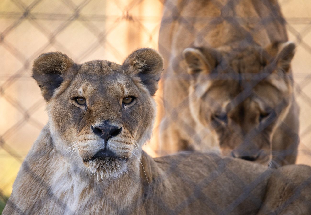 From circus captivity to sanctuary: The journey of two lionesses at ...