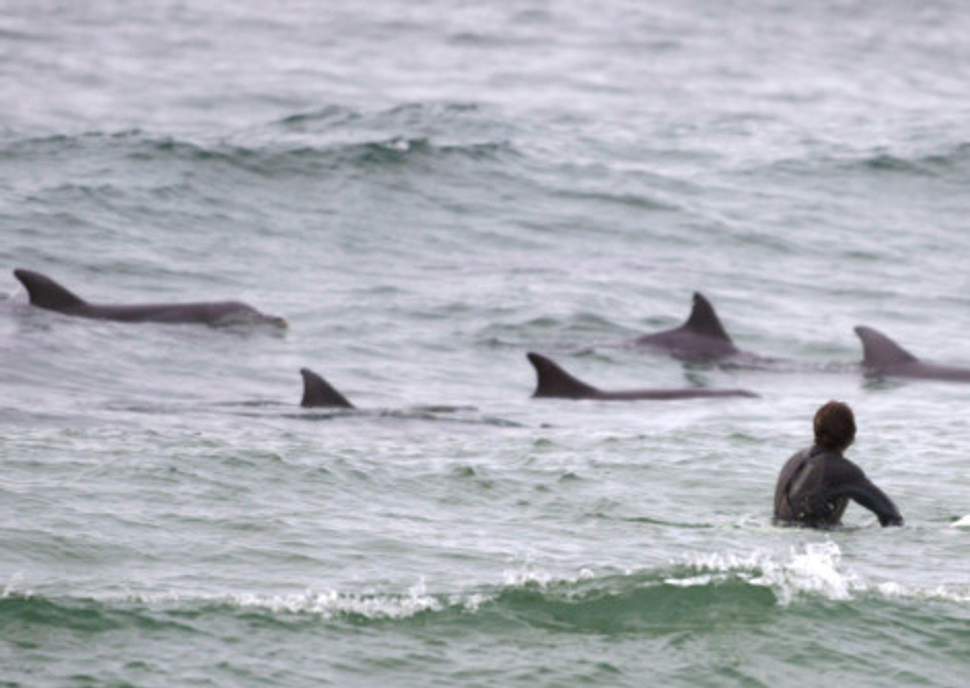 Dolphin’s extinction could cause ripple effect