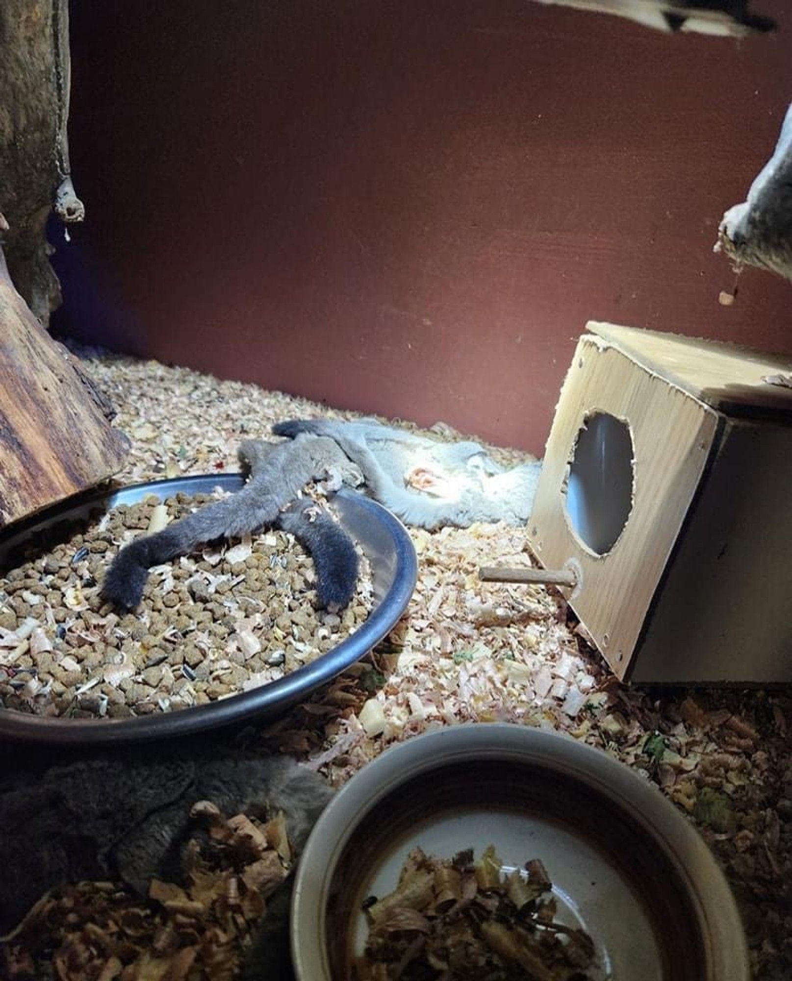 Tragedy in Hennenman: Security officer dies after being bitten by his ...