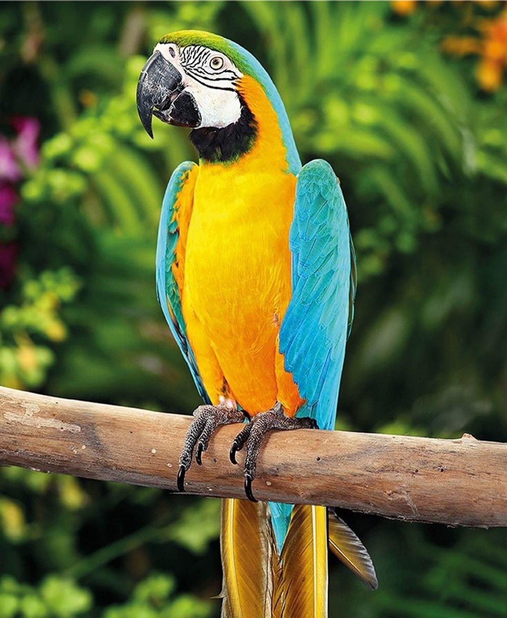 Fatty the Mitchell Park parrot returns home after three days on the run