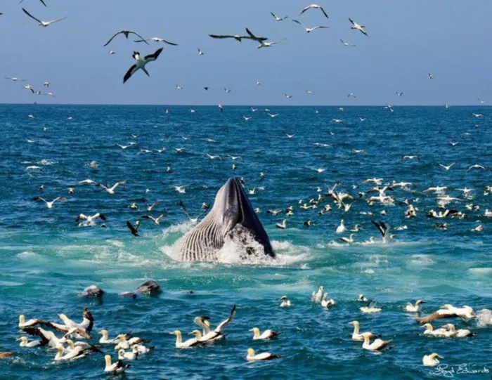 Sardine Run guide: The best KZN South Coast lookout spots and immersive ...