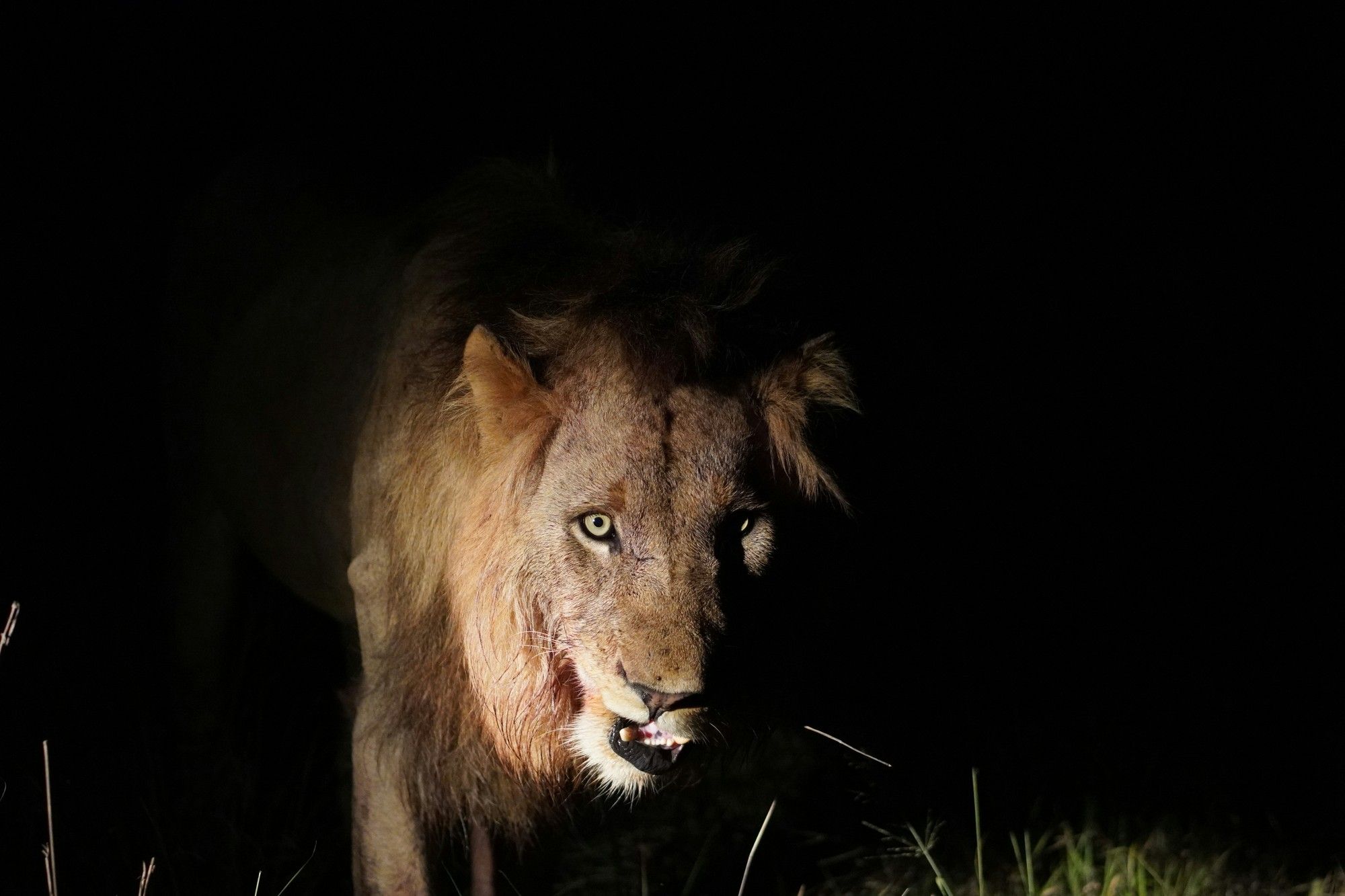 WATCH: Predators enjoy a late-night snack at the world’s most dangerous ...