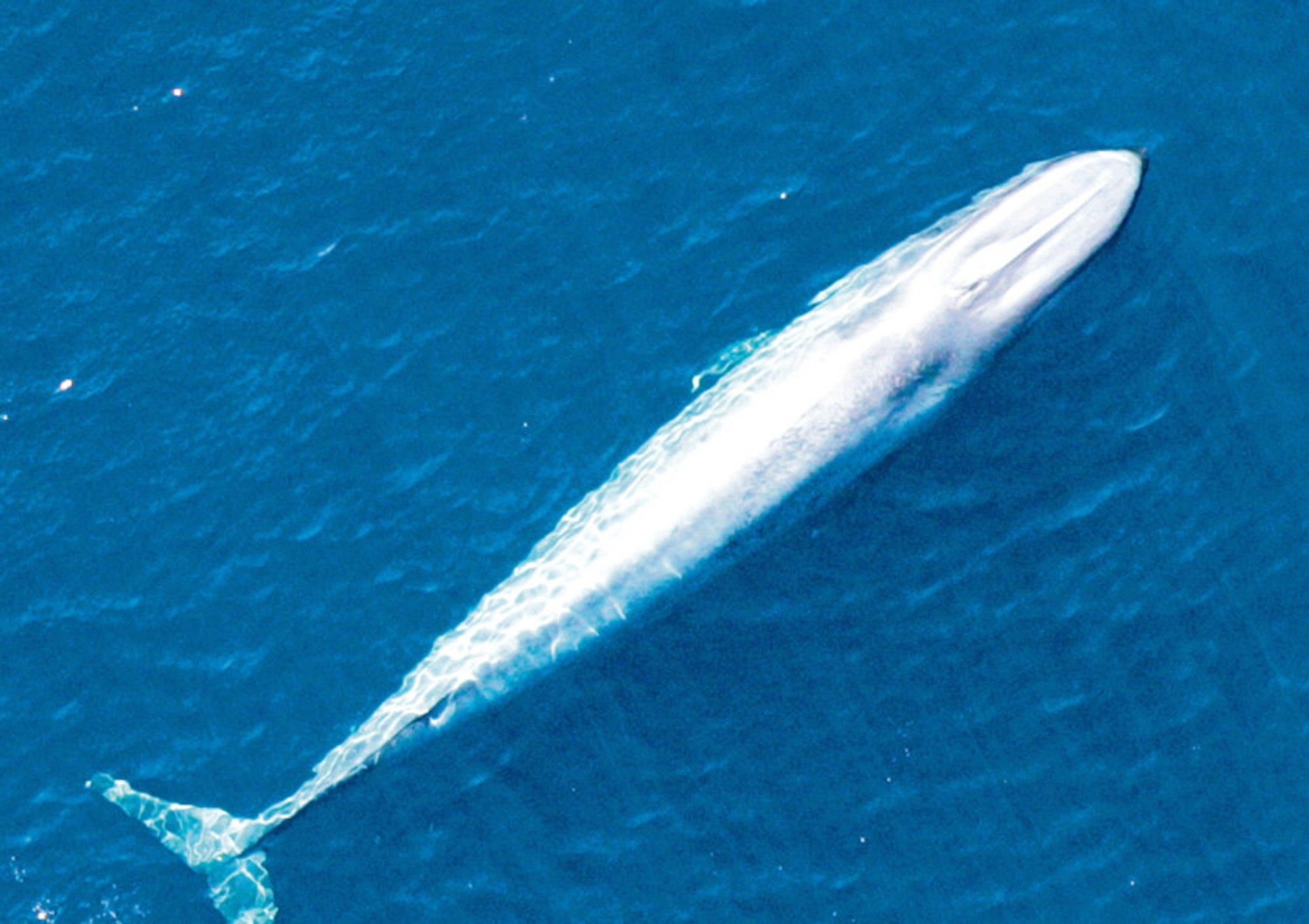 Blue whale numbers are recovering