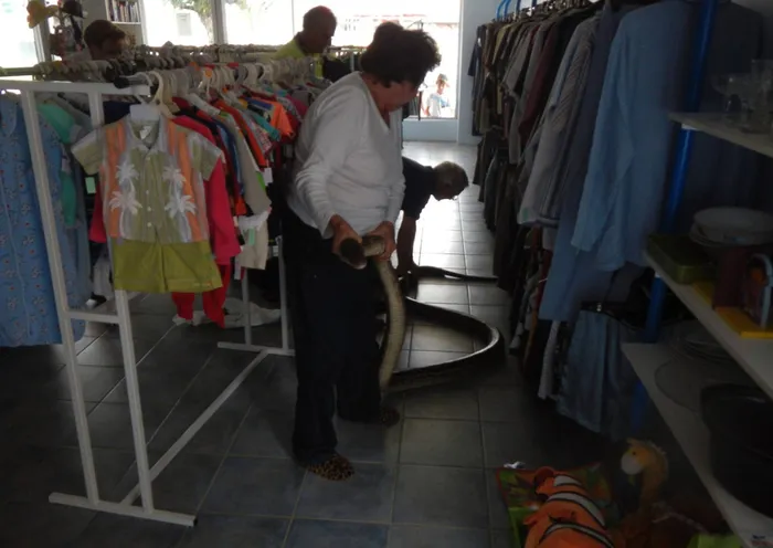 5.7m python breaks into Oz shop