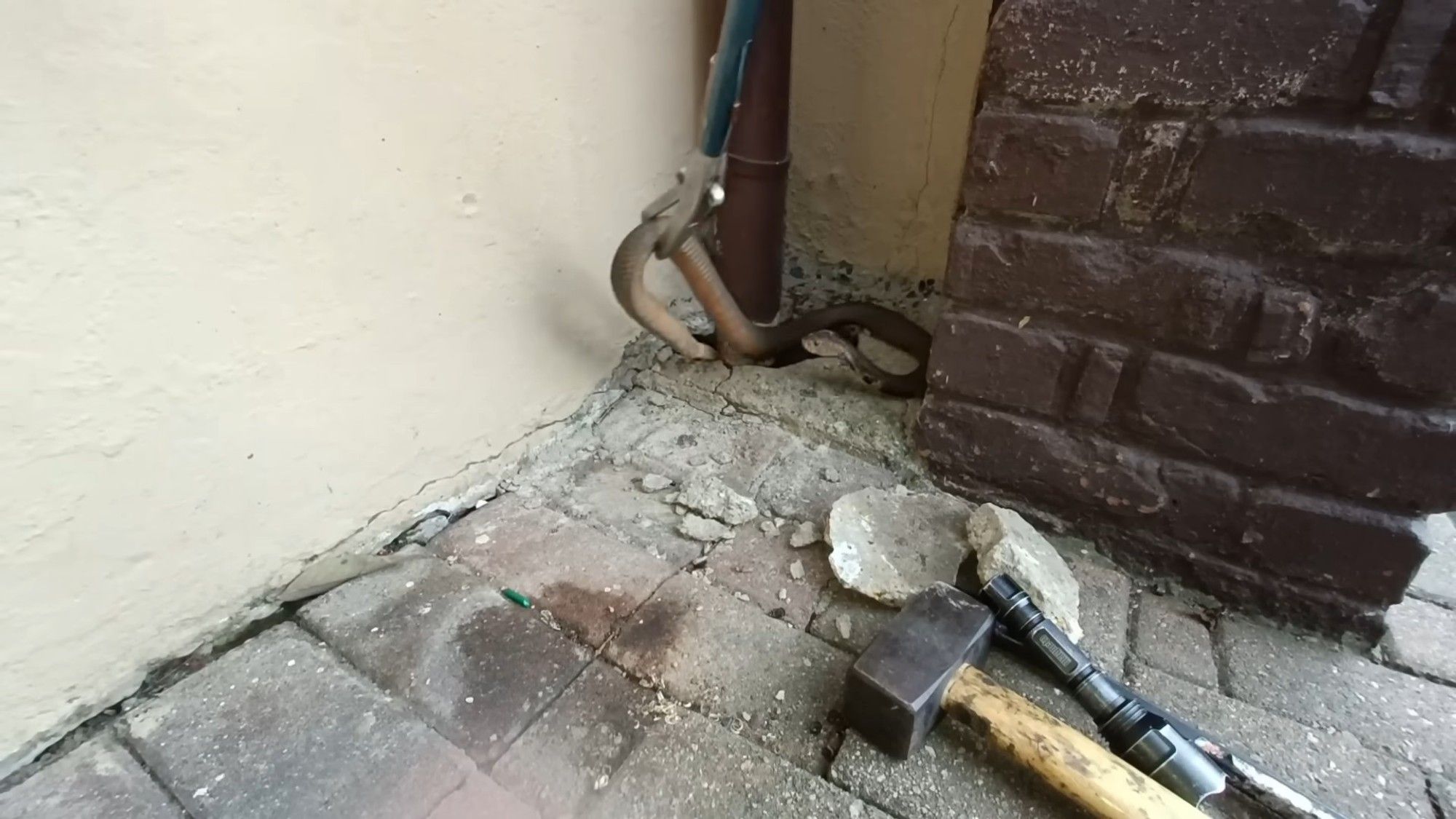 WATCH: Snake handler uses water to flush out spitting cobra playing ...