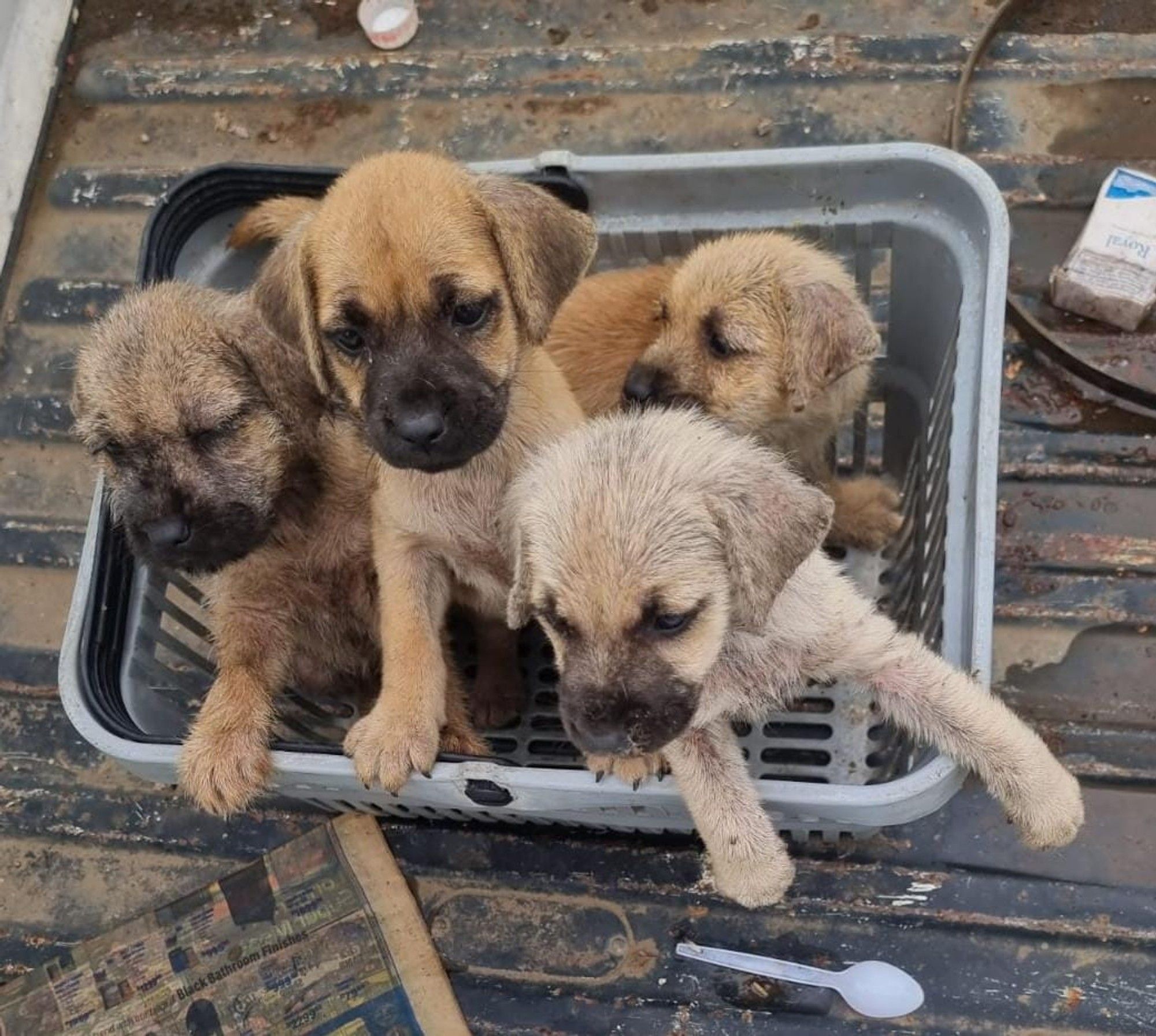 ‘Misleading and false’: Police rubbish social media post of puppies ...